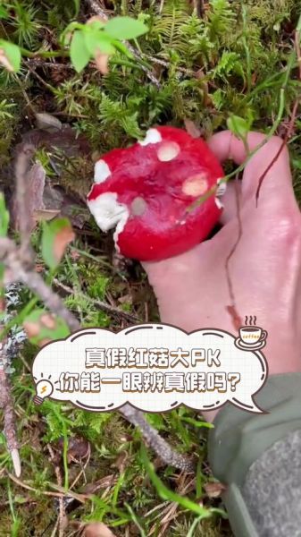 毒红菇图片和没毒红菇区别_如何一眼识别-第3张图片-山城妙识