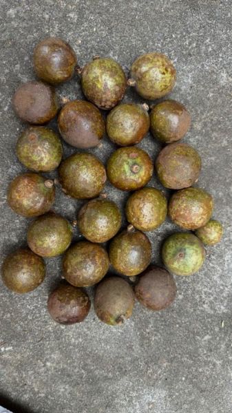 油茶果的功效与作用_油茶果怎么吃效果最好-第3张图片-山城妙识