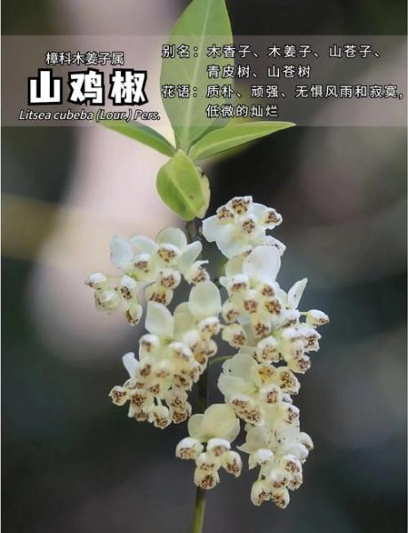 野山椒树长什么样_野山椒树图片怎么辨认-第3张图片-山城妙识