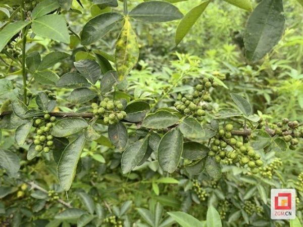 野山椒树长什么样_野山椒树图片怎么辨认-第2张图片-山城妙识