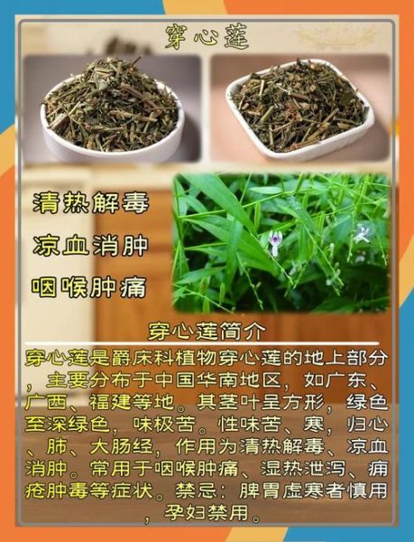 新鲜穿心莲怎么做好吃_穿心莲凉拌还是清炒-第1张图片-山城妙识 新鲜穿心莲怎么做好吃_穿心莲凉拌还是清炒-第1张图片-山城妙识