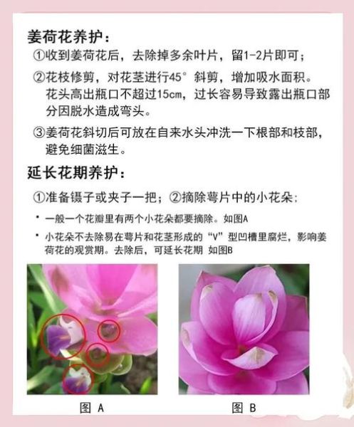 姜花怎么水养_姜花水养多久换一次水-第1张图片-山城妙识