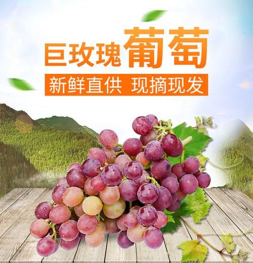 最好吃的提子品种有哪些_巨峰葡萄和阳光玫瑰哪个更甜-第2张图片-山城妙识 最好吃的提子品种有哪些_巨峰葡萄和阳光玫瑰哪个更甜-第2张图片-山城妙识