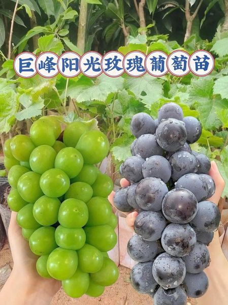 最好吃的提子品种有哪些_巨峰葡萄和阳光玫瑰哪个更甜-第1张图片-山城妙识 最好吃的提子品种有哪些_巨峰葡萄和阳光玫瑰哪个更甜-第1张图片-山城妙识