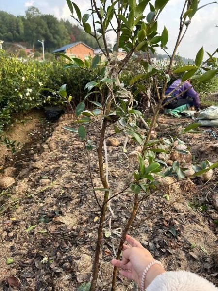 油茶种植前景如何_油茶高产栽培技术有哪些-第1张图片-山城妙识