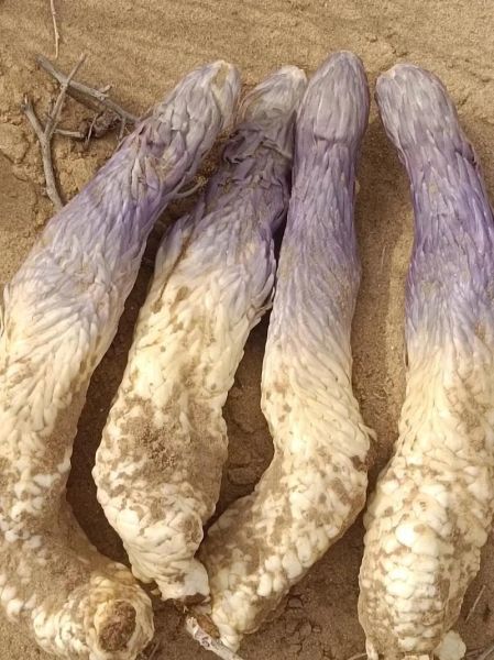 锁阳怎么吃_锁阳的正确吃法-第3张图片-山城妙识 锁阳怎么吃_锁阳的正确吃法-第3张图片-山城妙识