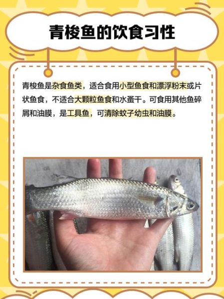 吃梭鱼会不会中毒_梭鱼毒素怎么去除-第2张图片-山城妙识 吃梭鱼会不会中毒_梭鱼毒素怎么去除-第2张图片-山城妙识