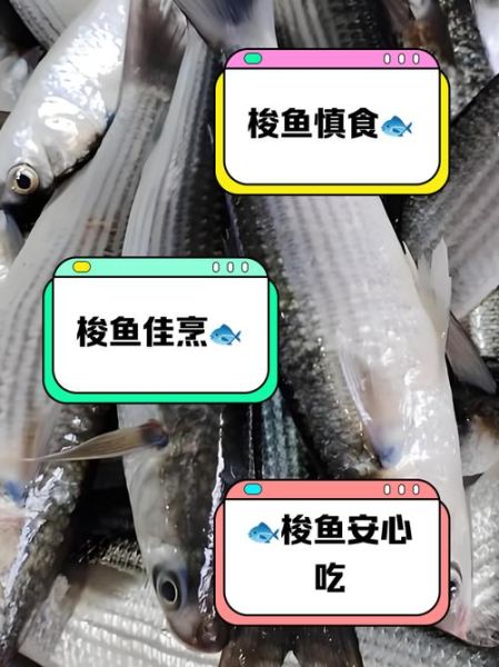 吃梭鱼会不会中毒_梭鱼毒素怎么去除-第3张图片-山城妙识 吃梭鱼会不会中毒_梭鱼毒素怎么去除-第3张图片-山城妙识