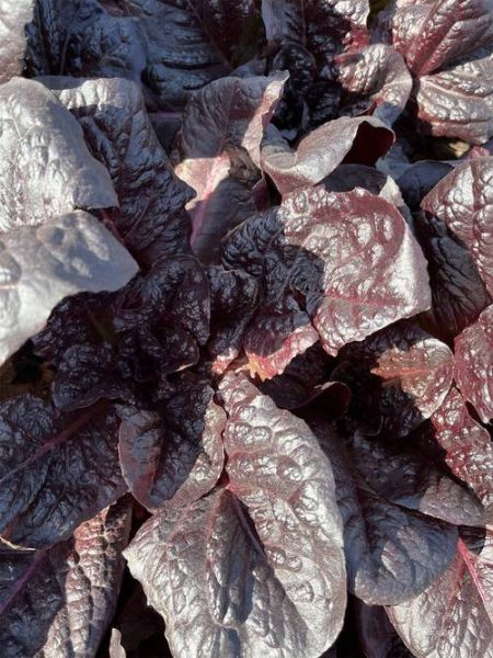 莙达菜图片_莙达菜长什么样-第1张图片-山城妙识