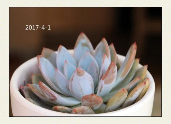 芙蓉肉为什么叫芙蓉_芙蓉肉名字的由来-第3张图片-山城妙识