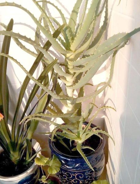 木立芦荟图片_如何辨别真假-第2张图片-山城妙识 木立芦荟图片_如何辨别真假-第2张图片-山城妙识