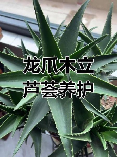 木立芦荟图片_如何辨别真假-第3张图片-山城妙识 木立芦荟图片_如何辨别真假-第3张图片-山城妙识