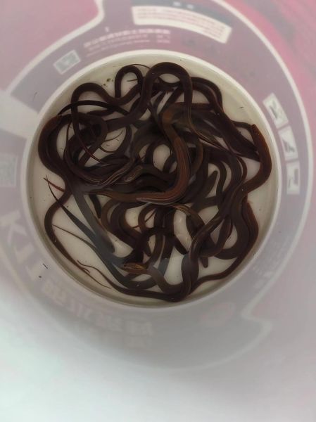 黄鳝价格多少钱一斤_2024年最新行情-第3张图片-山城妙识