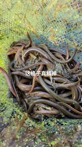 黄鳝价格多少钱一斤_2024年最新行情-第2张图片-山城妙识