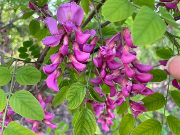 槐花长什么样_槐花外形特征-第1张图片-山城妙识