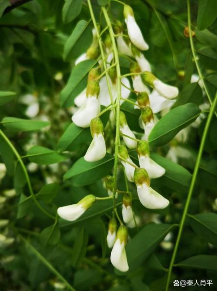 槐花长什么样_槐花外形特征-第3张图片-山城妙识