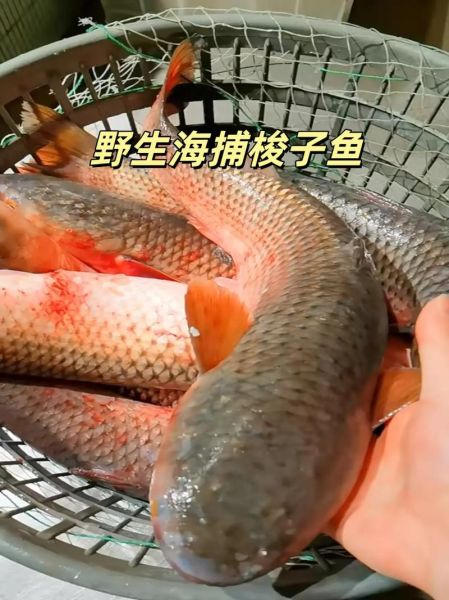 梭子鱼怎么捕食_梭子鱼为什么游得快-第2张图片-山城妙识 梭子鱼怎么捕食_梭子鱼为什么游得快-第2张图片-山城妙识