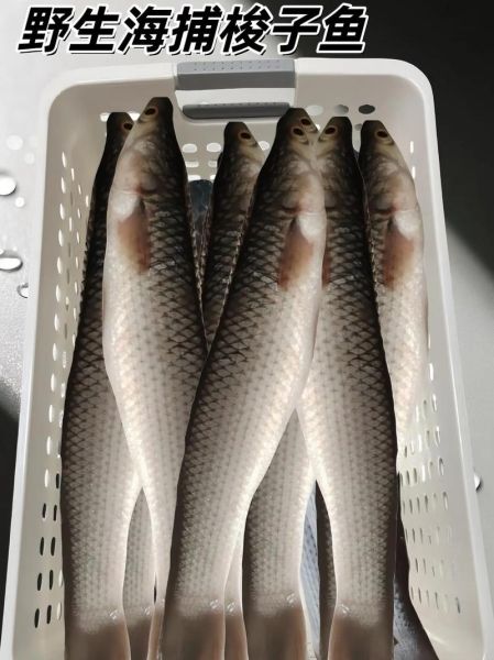 梭子鱼怎么捕食_梭子鱼为什么游得快-第1张图片-山城妙识 梭子鱼怎么捕食_梭子鱼为什么游得快-第1张图片-山城妙识