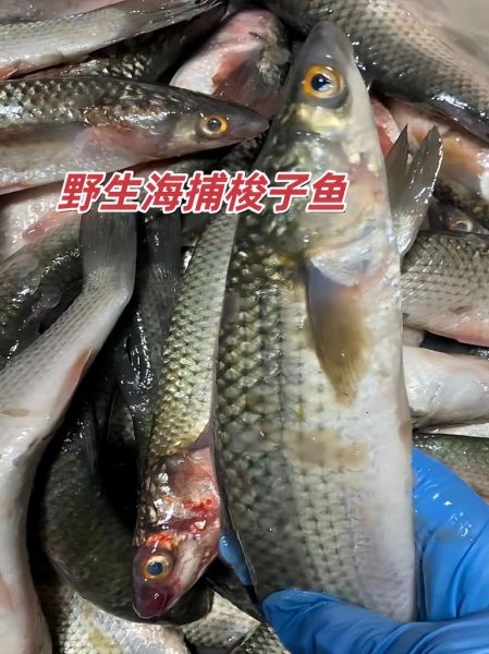 梭子鱼怎么捕食_梭子鱼为什么游得快-第3张图片-山城妙识 梭子鱼怎么捕食_梭子鱼为什么游得快-第3张图片-山城妙识