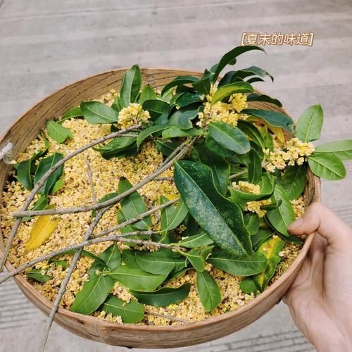 桂花蜜居无竹txt哪里下载_桂花蜜居无竹全文免费阅读-第2张图片-山城妙识