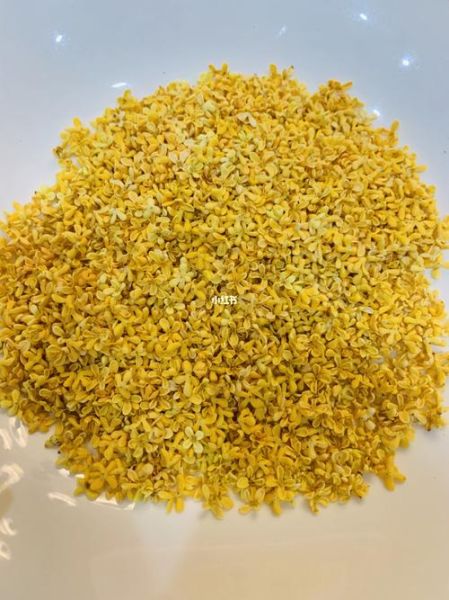 桂花蜜居无竹txt哪里下载_桂花蜜居无竹全文免费阅读-第3张图片-山城妙识