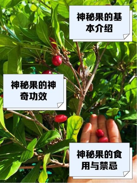 神秘果的功效与作用_神秘果怎么吃效果最好-第1张图片-山城妙识