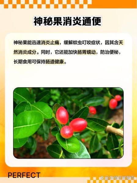 神秘果的功效与作用_神秘果怎么吃效果最好-第2张图片-山城妙识