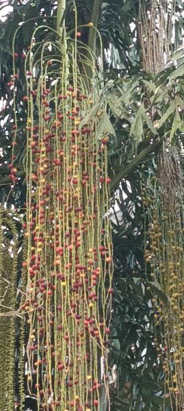 神秘果的功效与作用_神秘果怎么吃效果最好-第3张图片-山城妙识