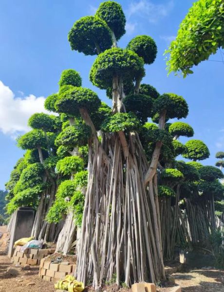 榕树图片怎么拍好看_榕树图片大全高清-第1张图片-山城妙识