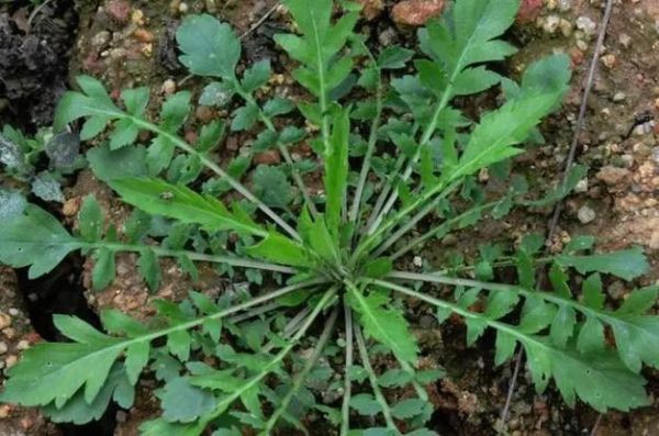 地菜子图片功效与作用_地菜子怎么吃最好-第1张图片-山城妙识