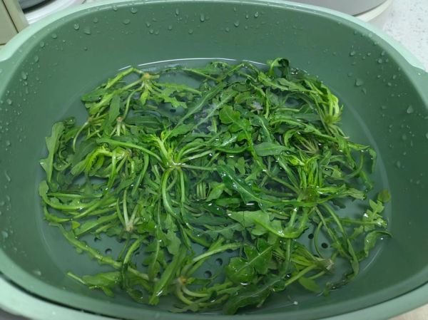 地菜子图片功效与作用_地菜子怎么吃最好-第3张图片-山城妙识