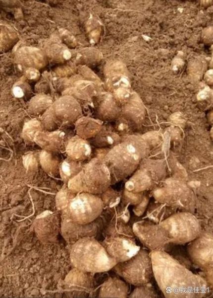 洗芋头手痒怎么办_芋头过敏止痒方法-第3张图片-山城妙识