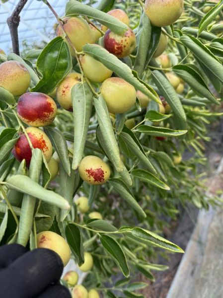 冬枣什么时候成熟_冬枣几月份采摘最好-第1张图片-山城妙识 冬枣什么时候成熟_冬枣几月份采摘最好-第1张图片-山城妙识