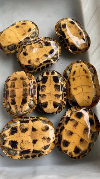 石金钱龟图片大全_如何辨别真假-第2张图片-山城妙识