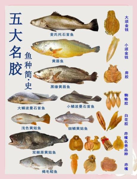 最好的鱼胶是哪种鱼_鱼胶品种排行榜-第2张图片-山城妙识