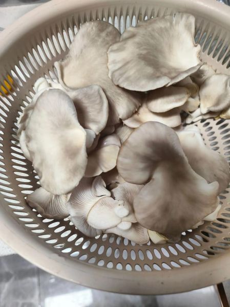 袖珍菇怎么挑选_袖珍菇怎么保存-第1张图片-山城妙识 袖珍菇怎么挑选_袖珍菇怎么保存-第1张图片-山城妙识