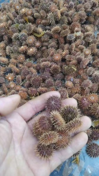 马粪海胆图片长什么样_如何分辨真假马粪海胆-第2张图片-山城妙识