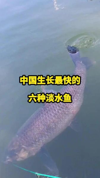 中国四大名鱼有哪些_中国四大名鱼产地与做法-第3张图片-山城妙识