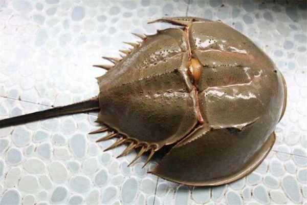 鲎可以吃吗_鲎的毒性有多强-第1张图片-山城妙识