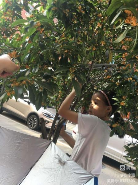 桂花蜜免费阅读_哪里能看正版全文-第2张图片-山城妙识