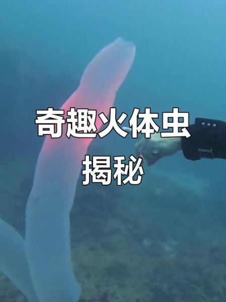 深海100000米以下生物_真的存在吗-第2张图片-山城妙识