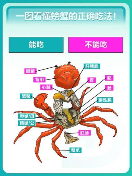 小螃蟹怎么吃图解_小螃蟹怎么吃视频教程-第1张图片-山城妙识