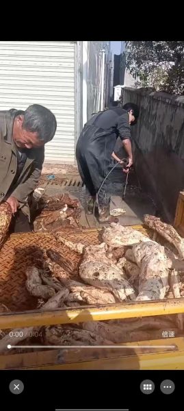 纯野生葛粉多少钱一斤_野生葛粉价格区别在哪-第2张图片-山城妙识