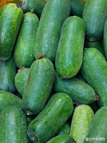 节瓜又叫什么瓜_节瓜与冬瓜的区别-第3张图片-山城妙识