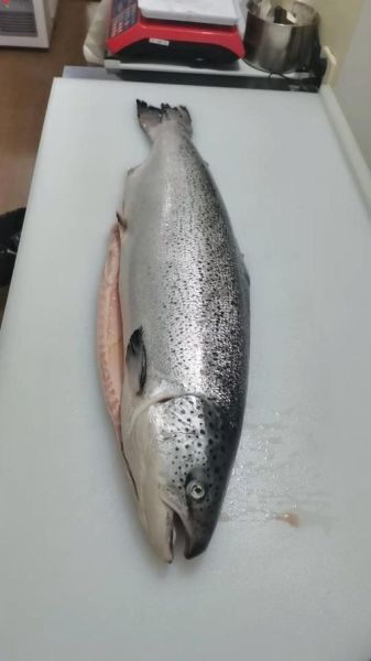 挪威三文鱼的营养价值_孕妇能吃吗-第1张图片-山城妙识