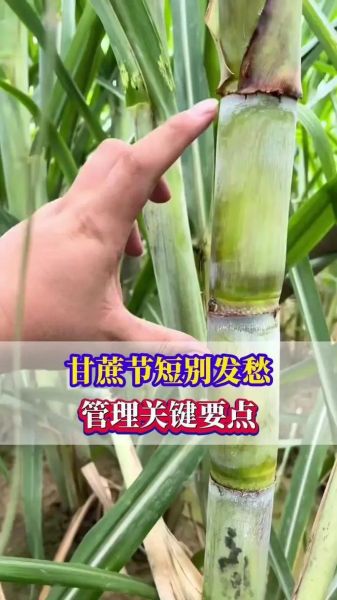 甘蔗怎么种_甘蔗种植技术要点-第2张图片-山城妙识 甘蔗怎么种_甘蔗种植技术要点-第2张图片-山城妙识