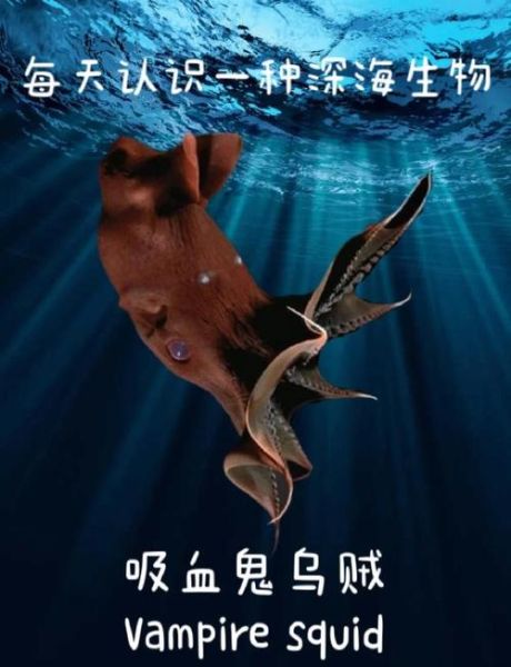 吸血鬼乌贼长什么样_吸血鬼乌贼有毒吗-第2张图片-山城妙识