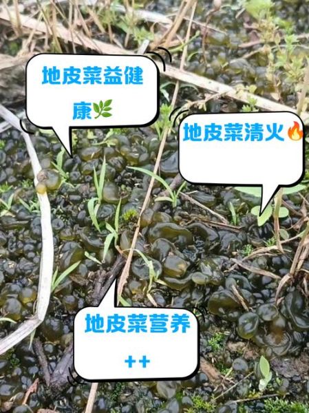 地皮菜是什么_地皮菜怎么吃-第1张图片-山城妙识 地皮菜是什么_地皮菜怎么吃-第1张图片-山城妙识