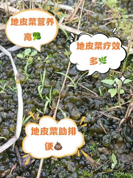 地皮菜是什么_地皮菜怎么吃-第2张图片-山城妙识 地皮菜是什么_地皮菜怎么吃-第2张图片-山城妙识