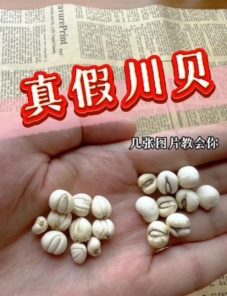 川贝价格多少一克2019_2019川贝多少钱一克-第2张图片-山城妙识